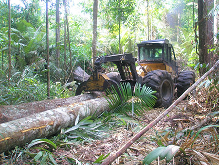 Improved timber production control in Suriname | Timber Trade Portal
