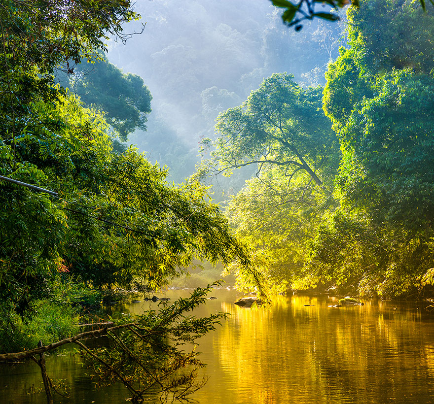 Japan Clean Wood Act | Timber Trade Portal
